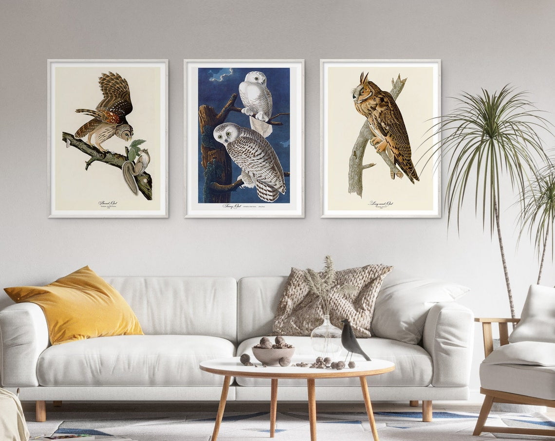 UNFFRAMED Audubon Poster Set Bird Lover Snowy Barred Long Eared Owl ...