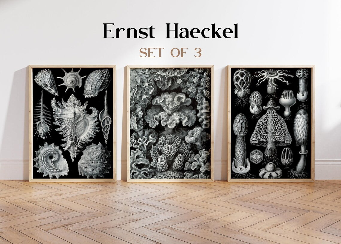 UNFFRAMED Ernst Haeckel Sea Life Prints Set, Vintage Biology ...