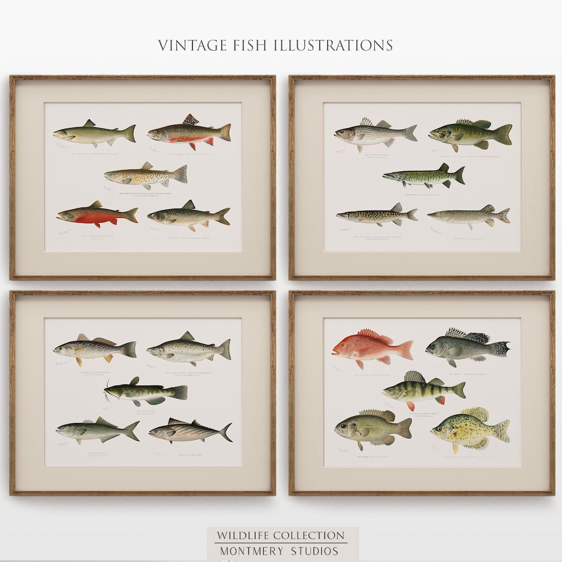 UNFFRAMED Game Fishes Of North America, Set Of 4, Vintage Freshwater ...