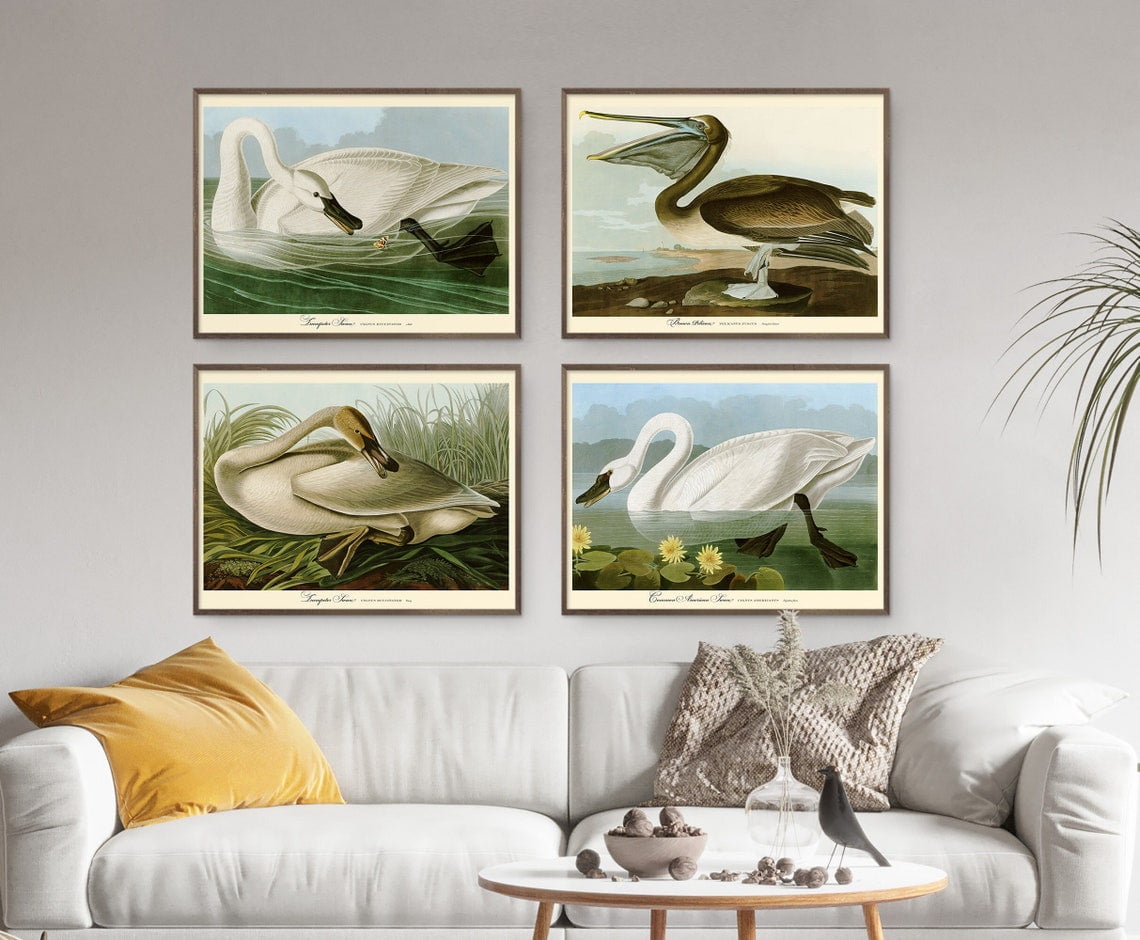 UNFFRAMED John Audubon Poster Set Of 4 Gallery Wall Art Bird Swan ...