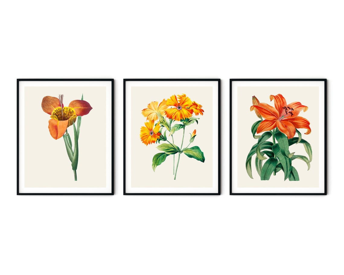 UNFFRAMED Orange Flower Print Set, Vintage Botanical Art, English ...