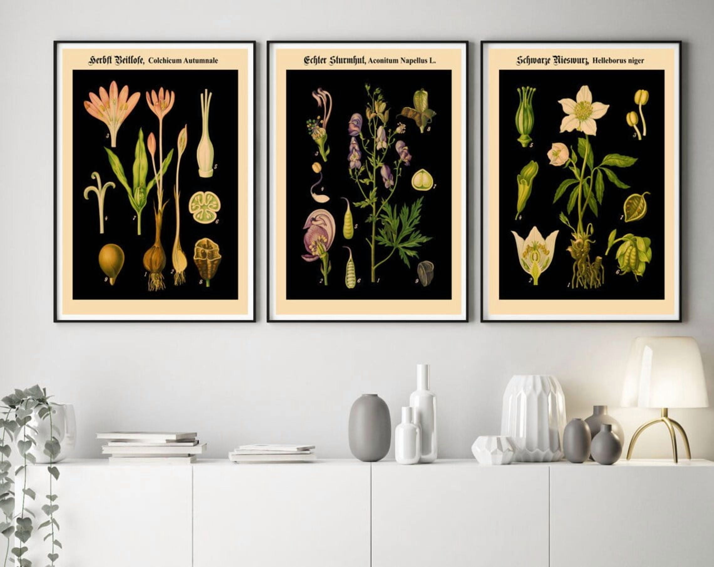 Luvia Rare German Educational Charts Set Of 3 German Botanical Prints ...