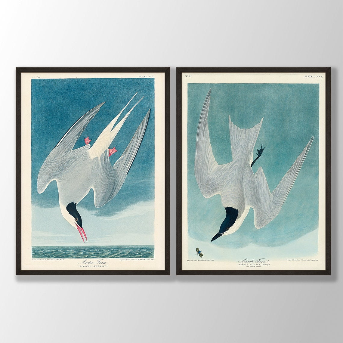 UNFFRAMED Vintage Audubon Bird Prints Set, Coastal Tern & Gull Wall Art ...