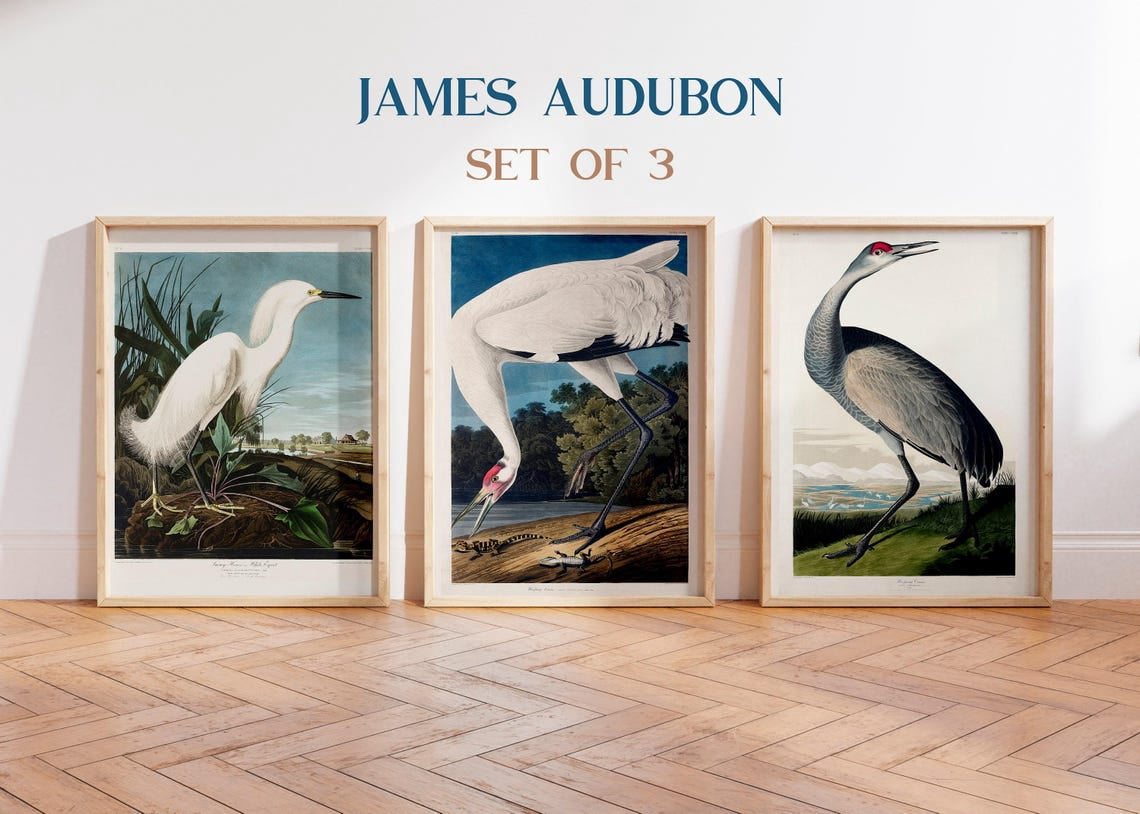 UNFFRAMED Vintage Birds Set Of 3 Posters, Crane Poster, Bird Posters ...