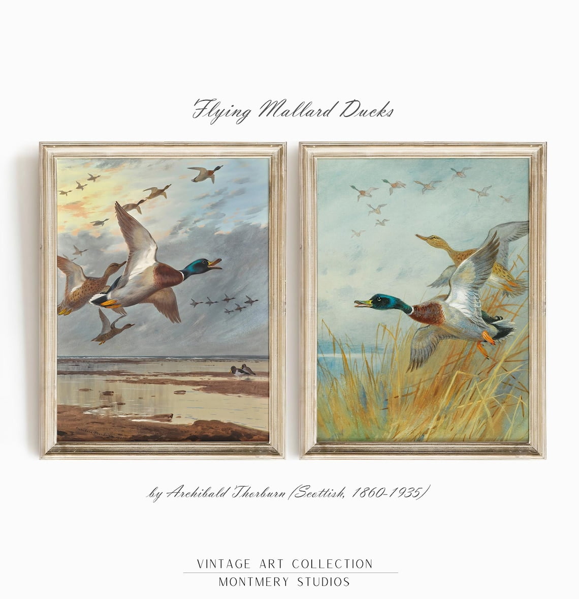 UNFFRAMED Vintage Mallard Duck Posters, Set Of 2, Flying Ducks ...