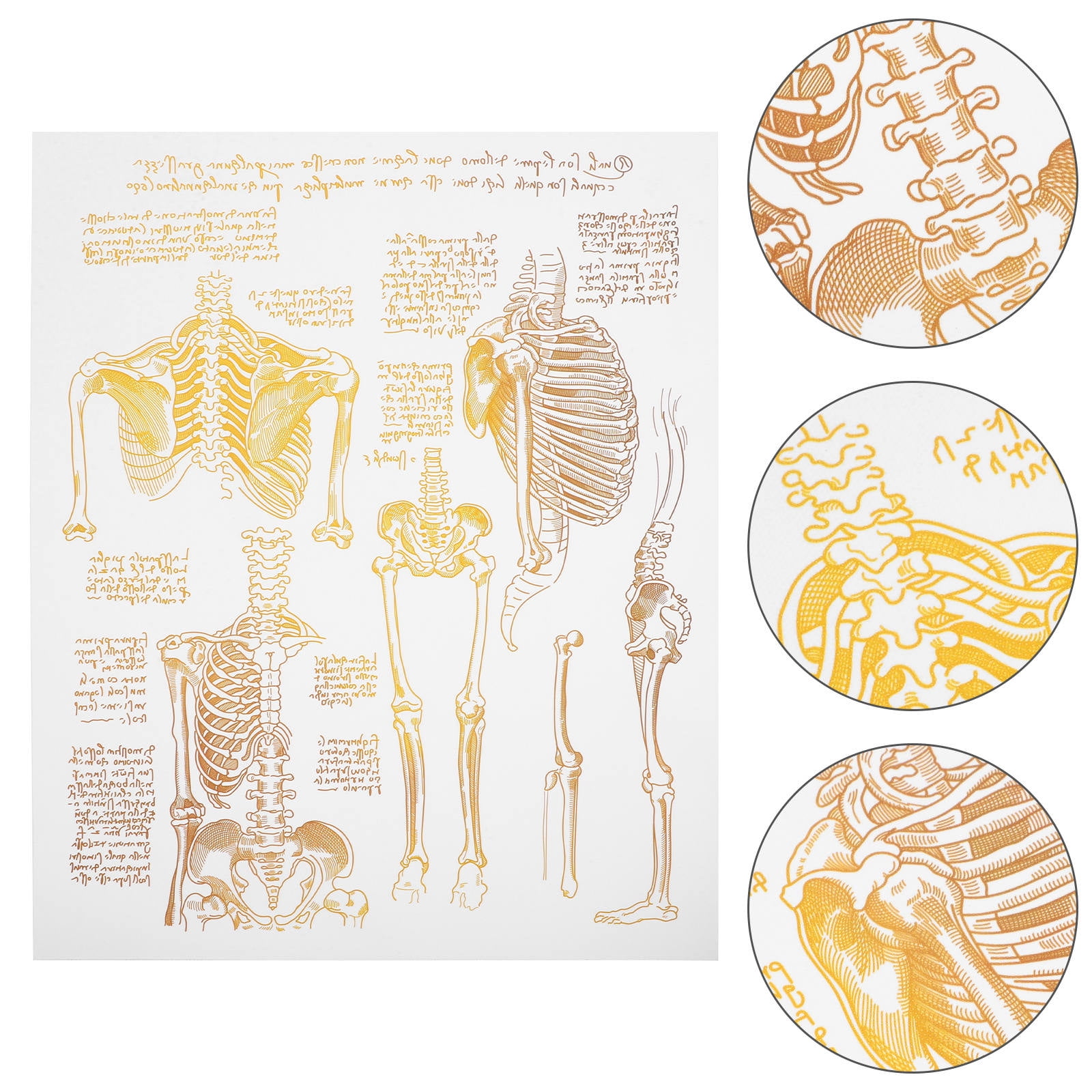 UNOMOR Vintage Anatomy Decorations Wall Photo Frame Human Spine Art for ...