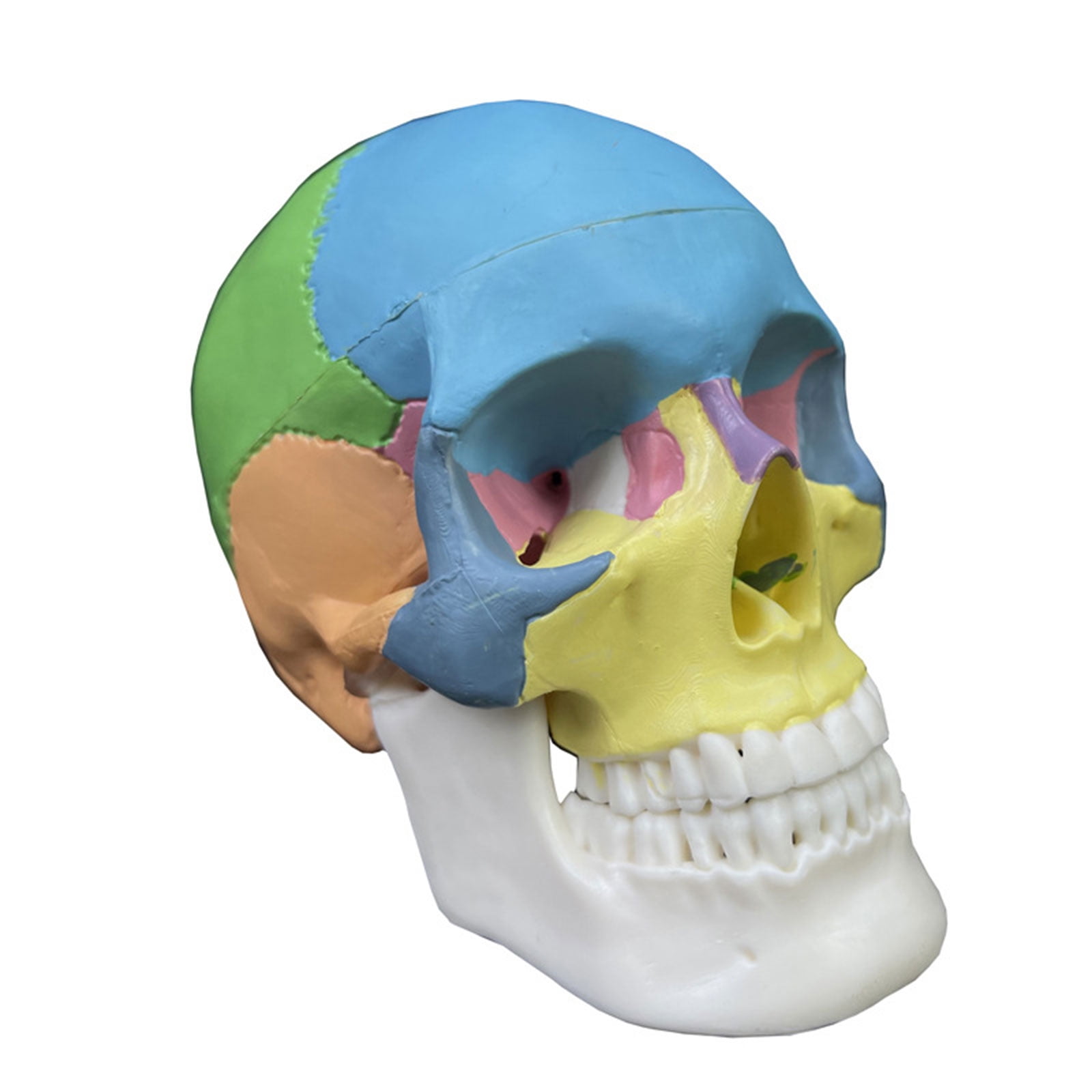 UNTERING Skull Model Human Anatomical Disassembled Color Skull Model ...