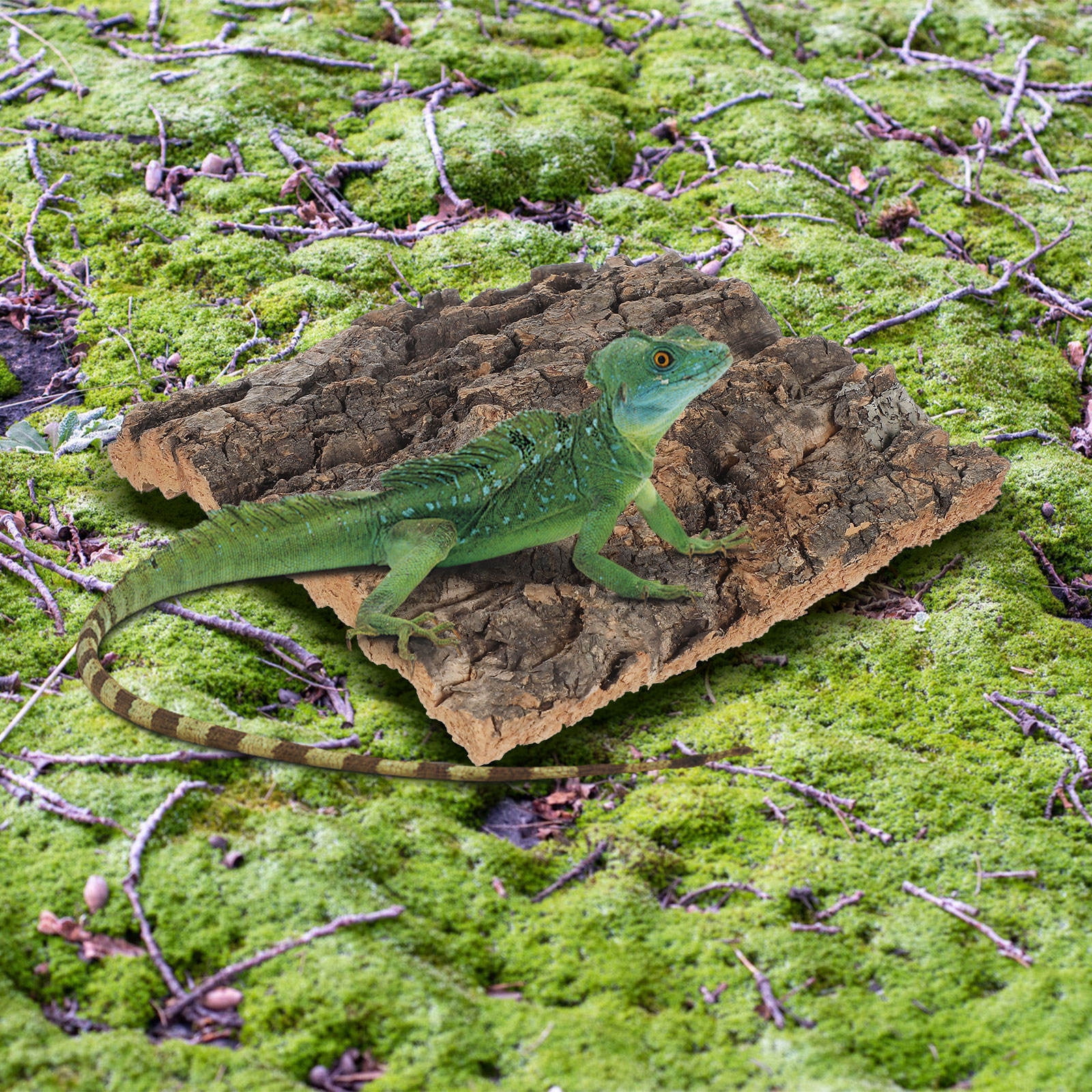 UPGRATOR 5Pcs Natural Cork Bark Reptile Tree Bark Background for Turtle ...