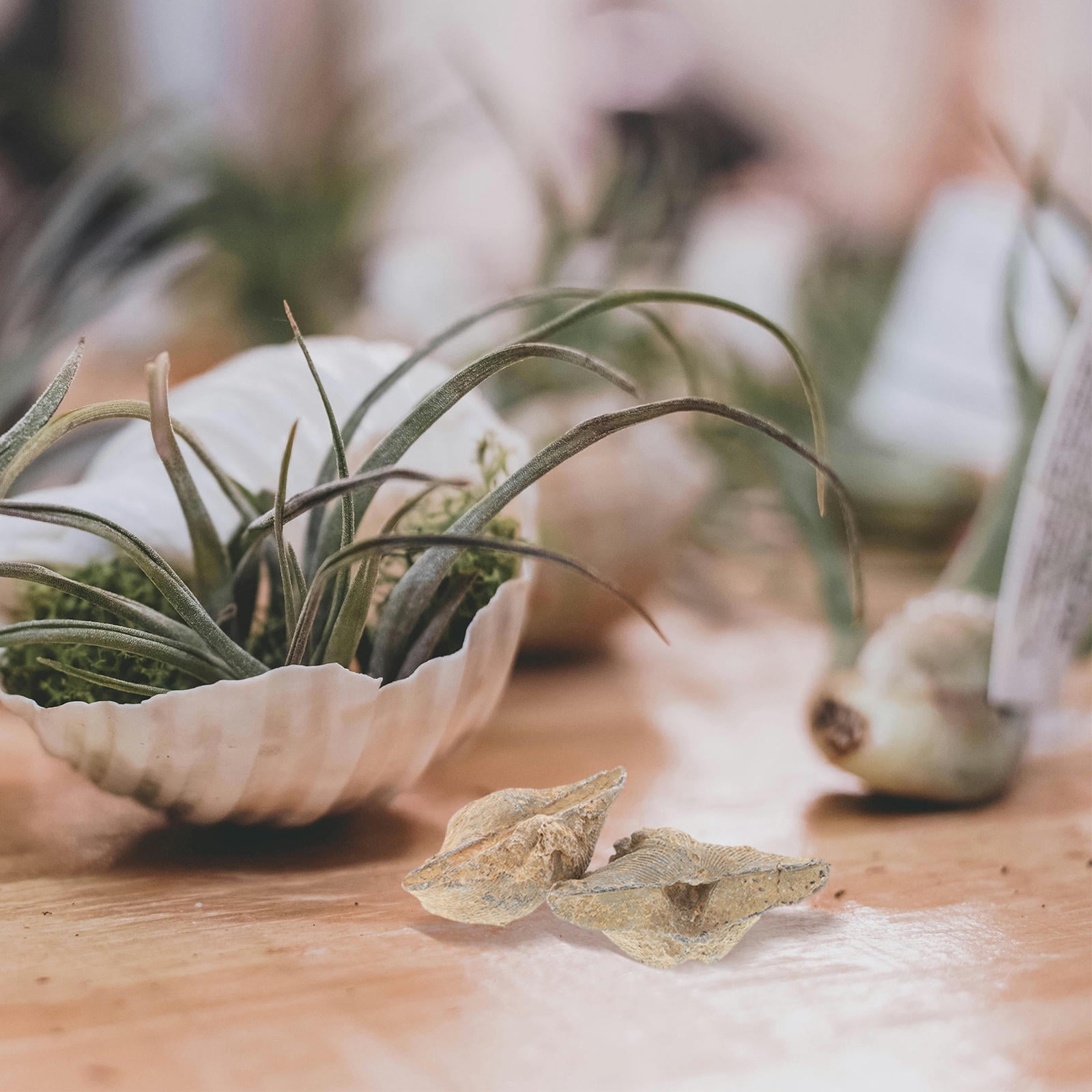 UPKOCH 2Pcs Natural Shell Specimen Assorted Color Various Shapes For ...