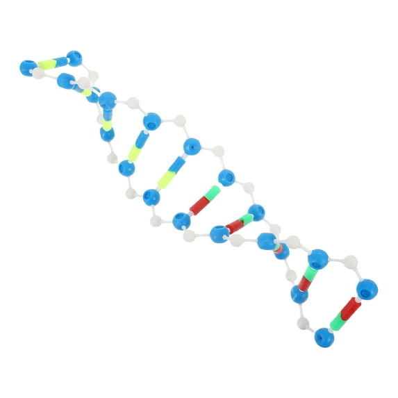 UPOUART Biology Teaching Prop Featuring Reusable Dna Structure Model in ...