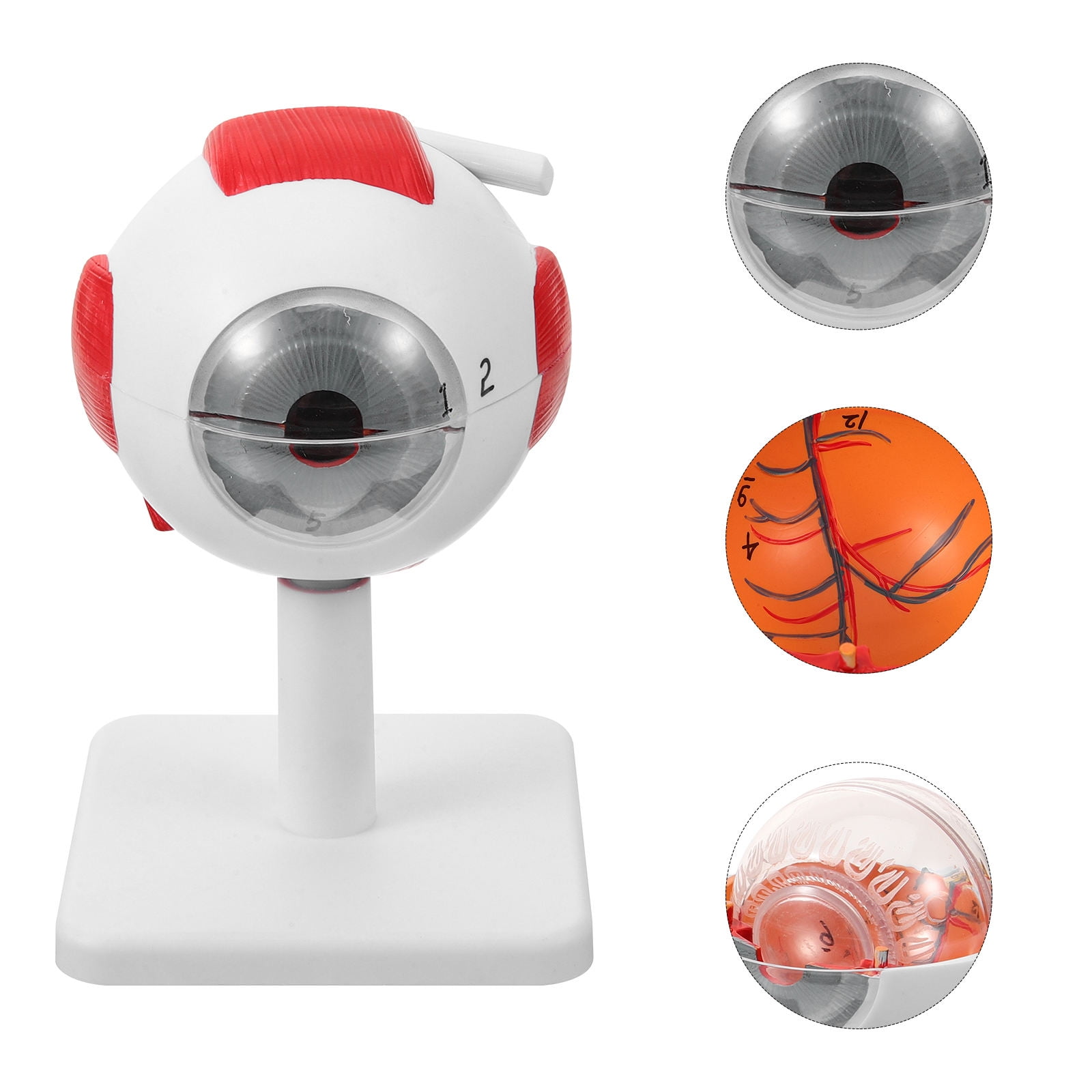 UPOUART Enlarged Eye Model White 1 Piece Detailed Human Eyeball ...