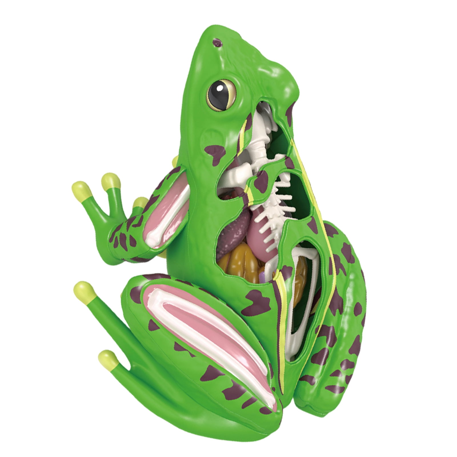 URTERYSER Anatomical Frogs Shape STEM Assembly Block Model Educational ...