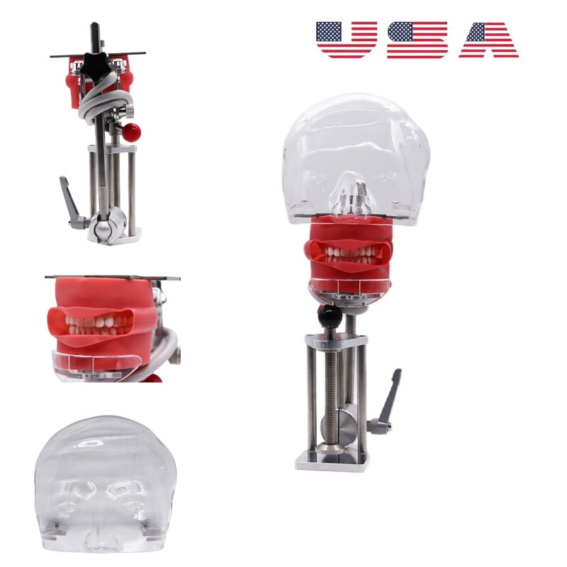 US Dental Simulator Mannequin Head Teeth Model Teaching Practicing Head ...