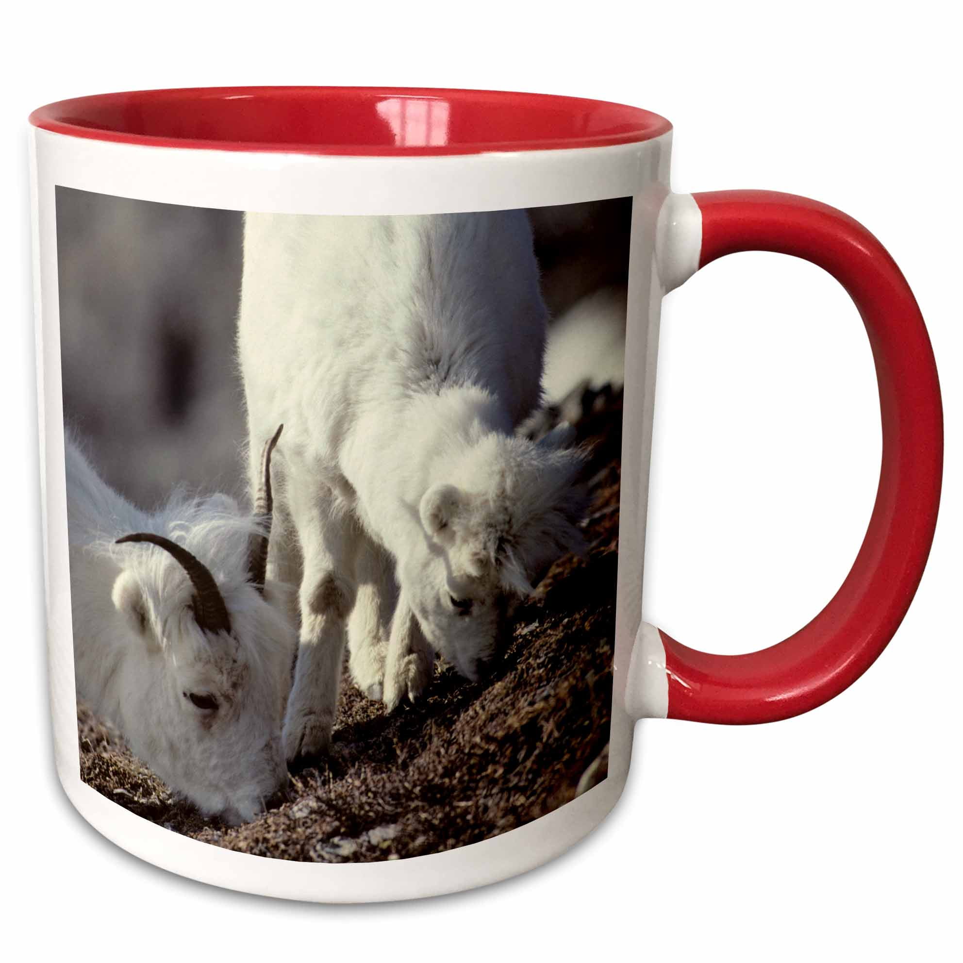 USA Alaska, Denali National Park, Dall Sheep, Lamb - US02 GRE0067 ...