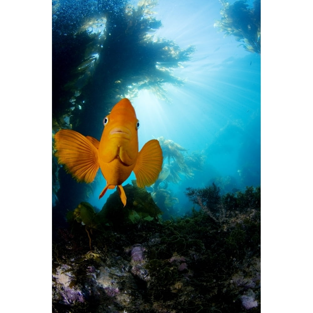 USA California Garibaldi Fish In Kelp Forest ; Catalina Island ...