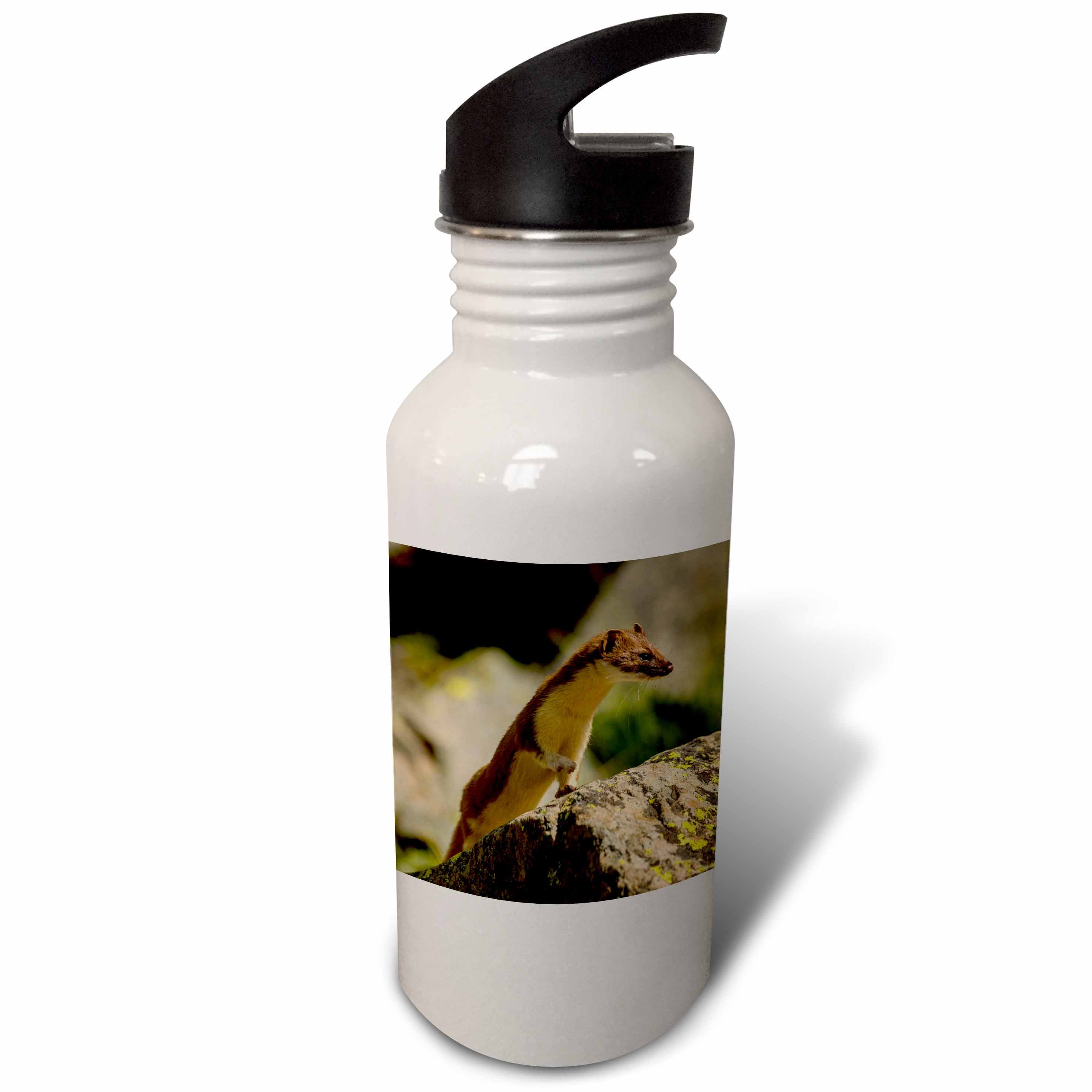 USA, Colorado, San Juan Mountains. Short-tailed weasel in summer fur ...