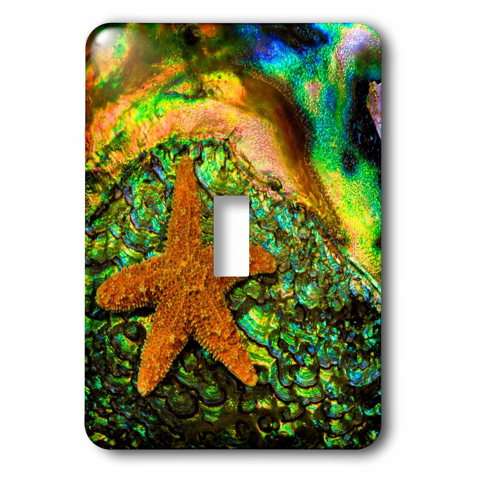 USA, Georgia, Savannah, Abstract of starfish on shell. single toggle ...