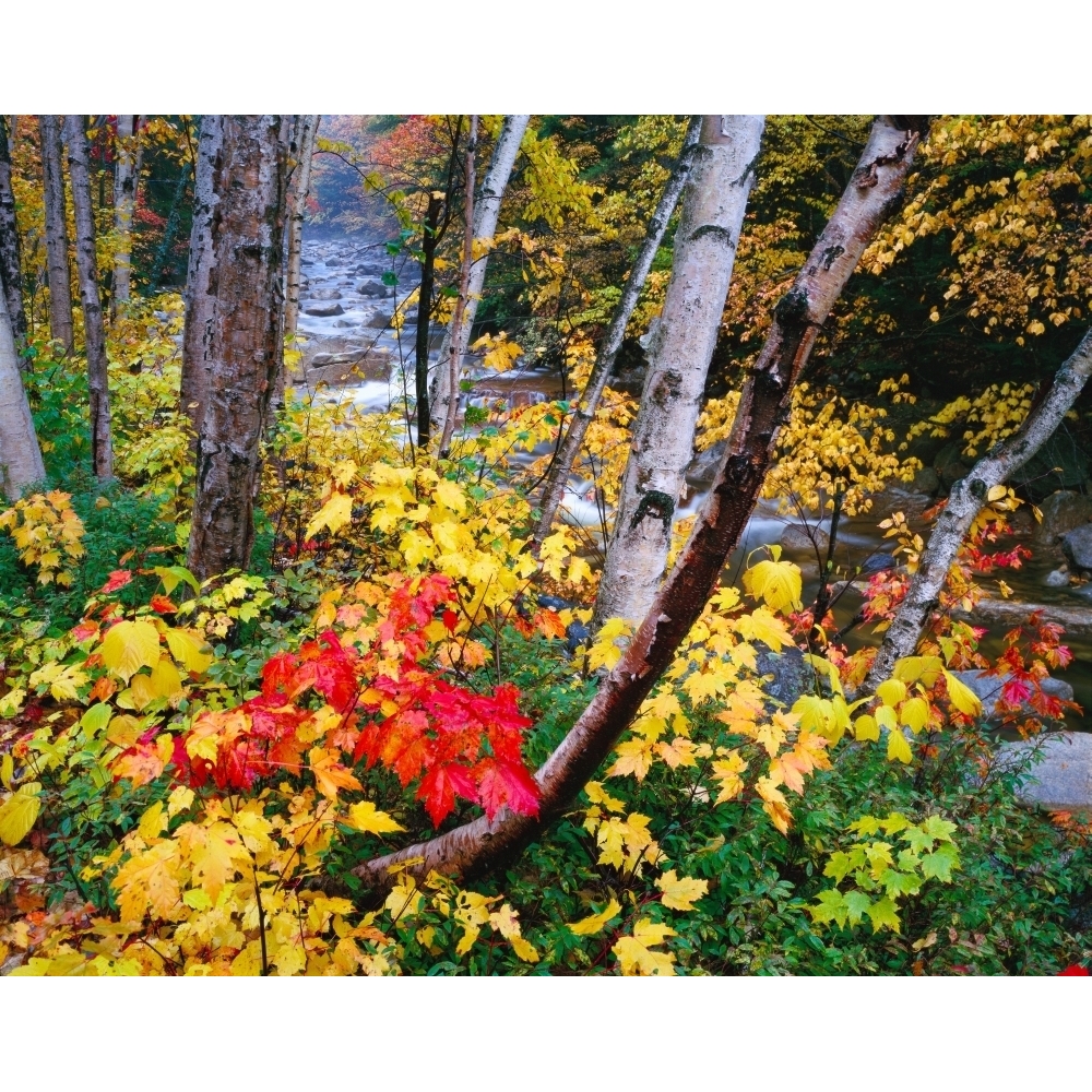 USA Hampshire White Mountains National Forest Poster Print (36 x 29 ...