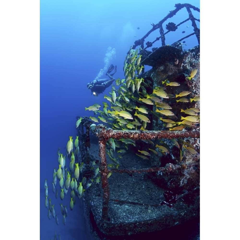 USA Hawaii Islands Oahu Diver And Schooling Blue Striped Snapper On ...