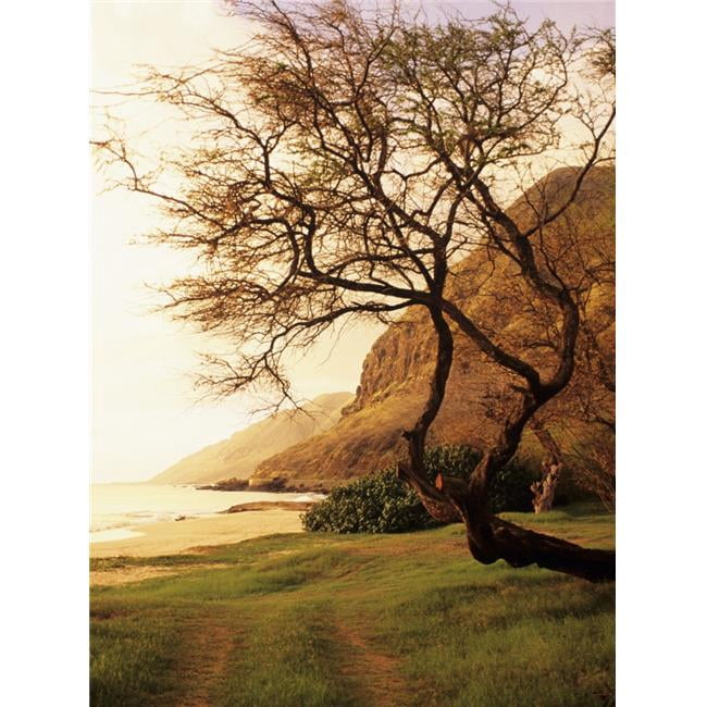 USA Hawaii Oahu Kunia Tree Overhanging Grassy Area Near Beach; West ...