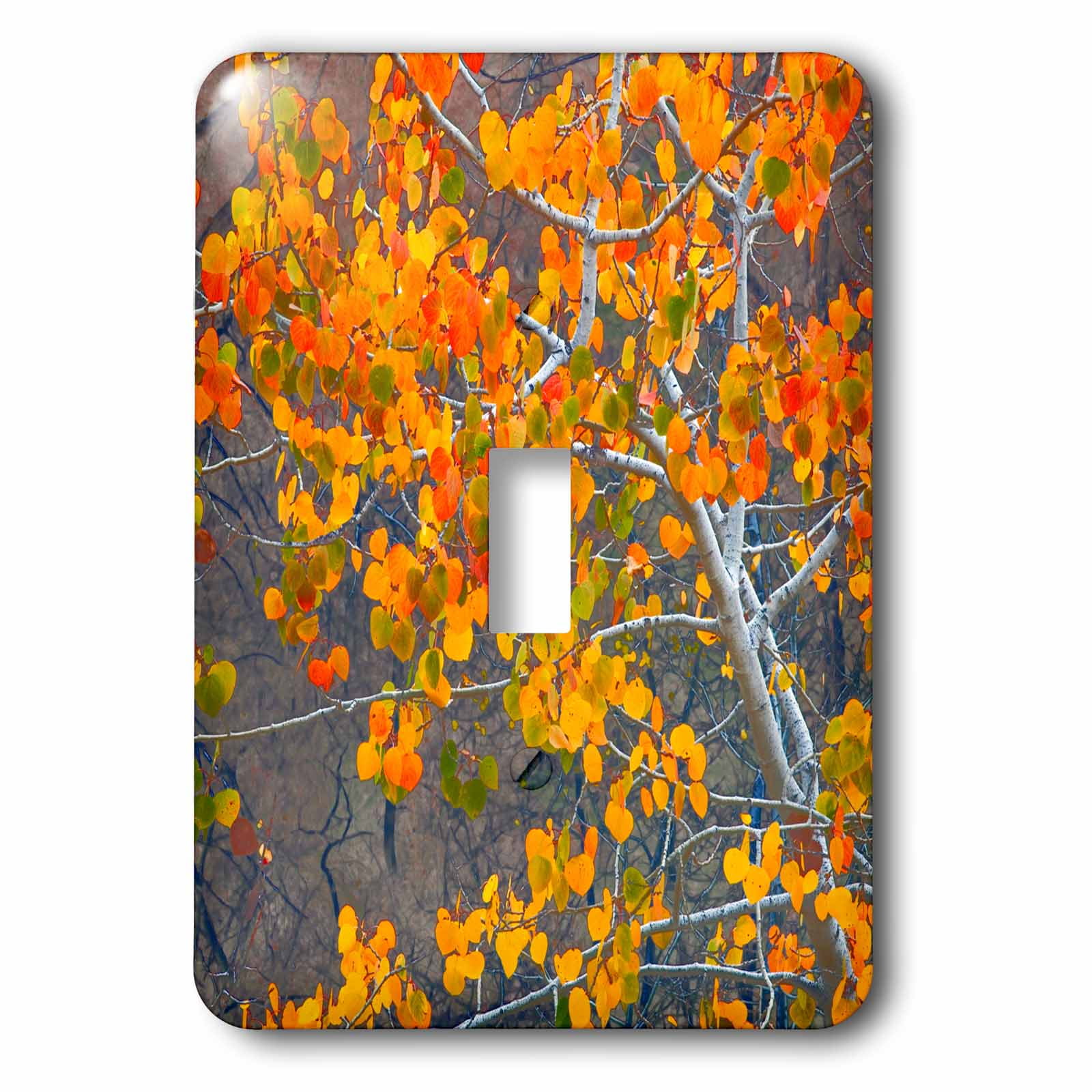 USA, Idaho, Sawtooth National Forest, aspen. single toggle switch lsp ...