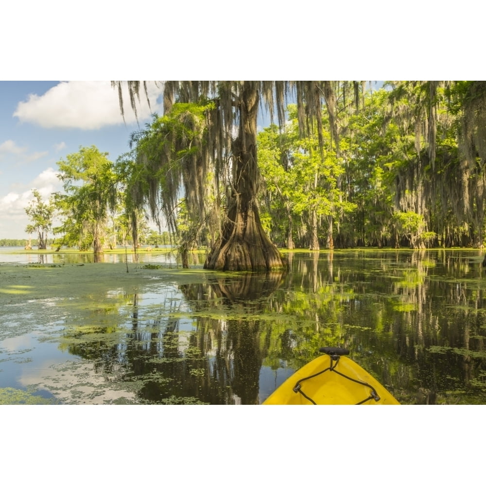 USA Louisiana Lake Martin. Kayaking in cypress swamp forest. Poster ...