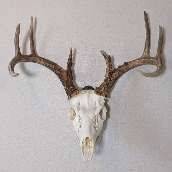 Deer Mounting Kits Antlers