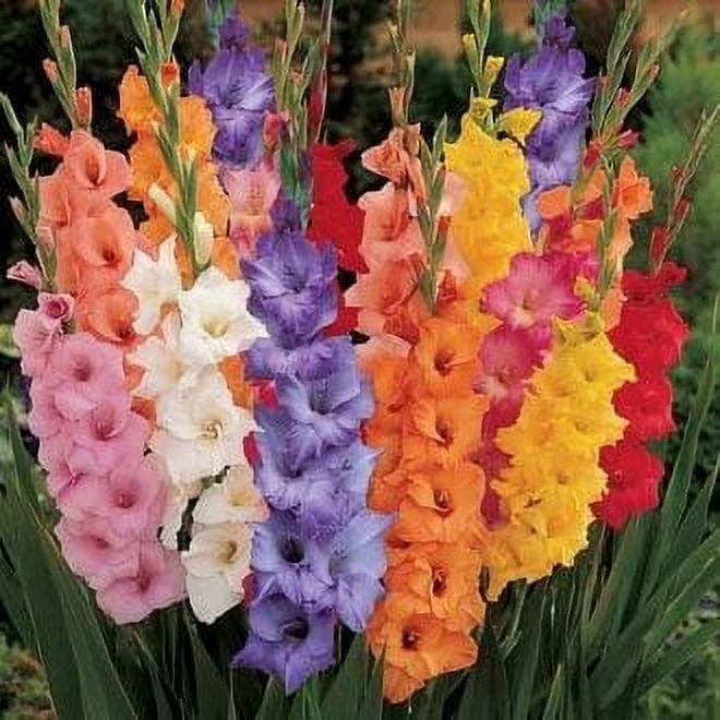 USA Made and Shipped from, Large Bulbs (5) Fresh, New, Giant Flowering ...