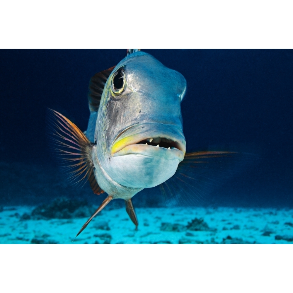 USA, Mu (Bigeye Emperor) (Monotaxis Grandoculis) Close-up; Hawaii ...