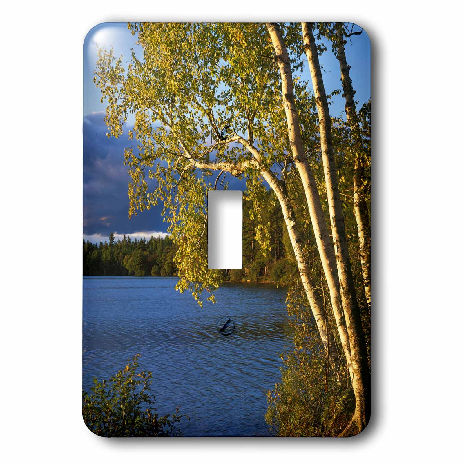 USA, New York, Paper Birch along Fish Creek Pond at sunset single ...