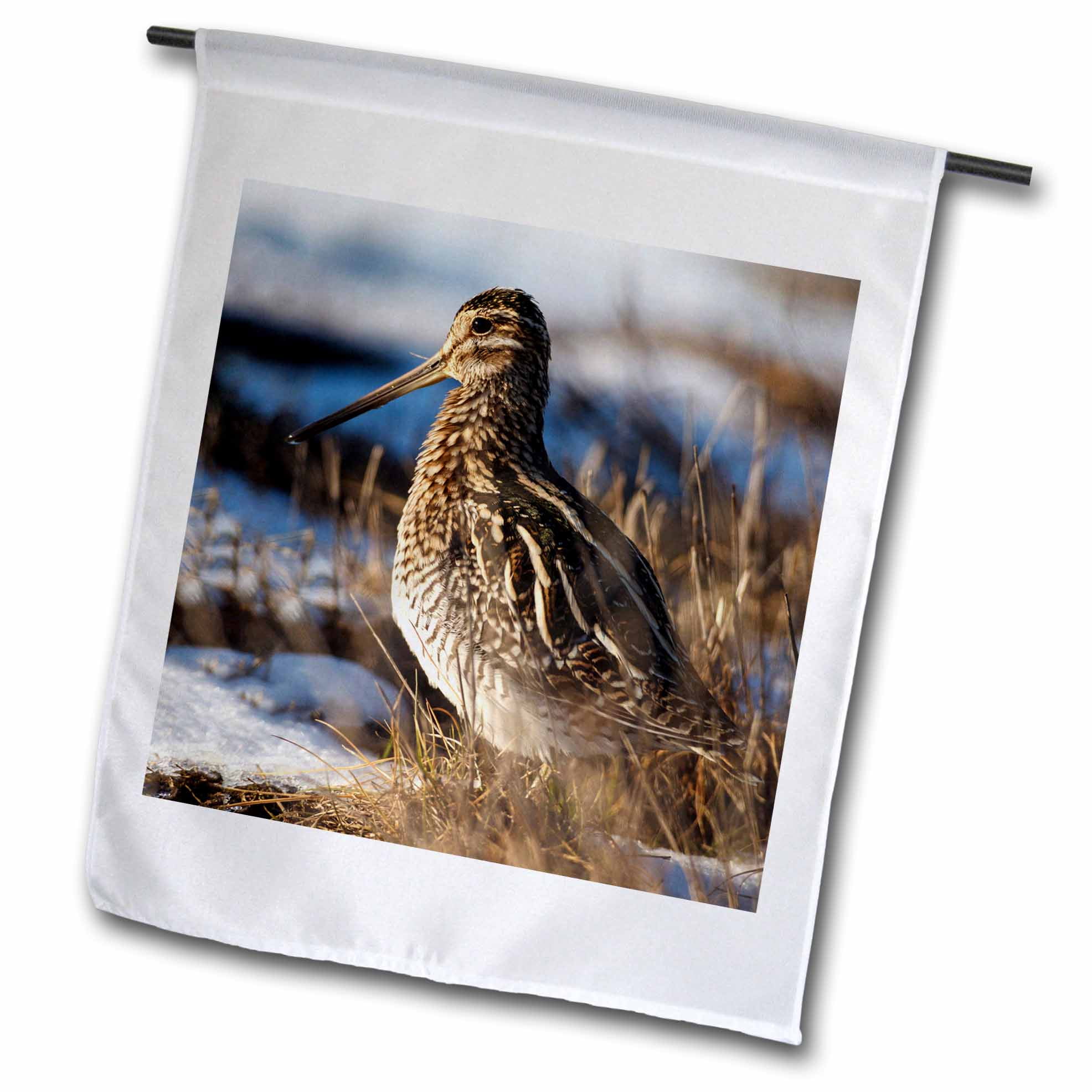 USA, Oregon, Baskett Slough NWR, Wilsons Snipe, Gallinago gallinago. 18 ...