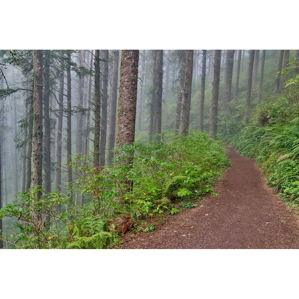 USA- Oregon. Lookout State Park trail with fog amongst Sitka spruce ...