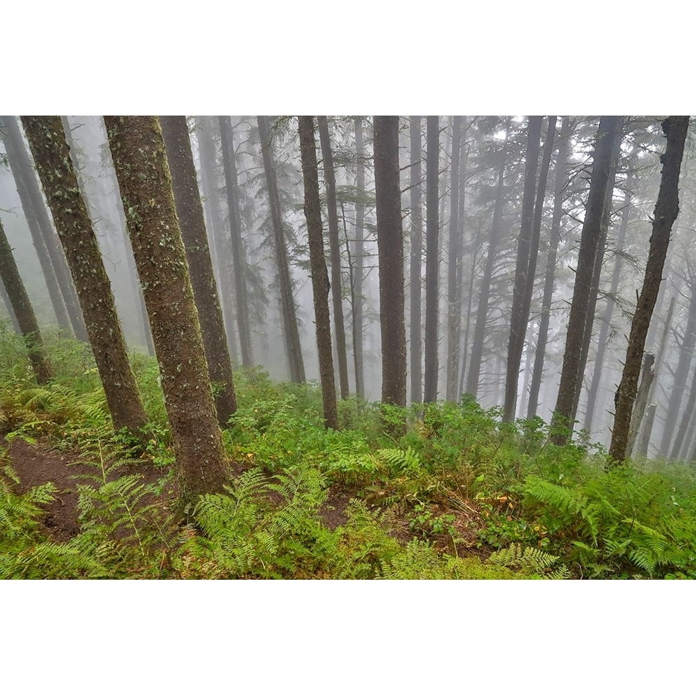 USA- Oregon. Lookout State Park with fog amongst Sitka spruce forest ...