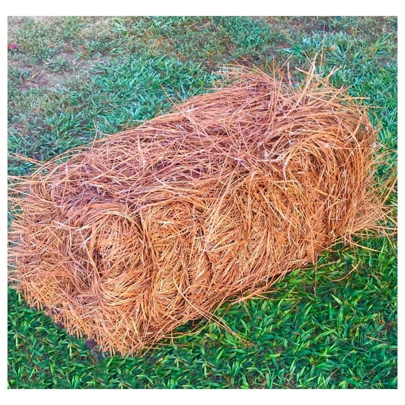Pine Straw in Mulch - Walmart.com