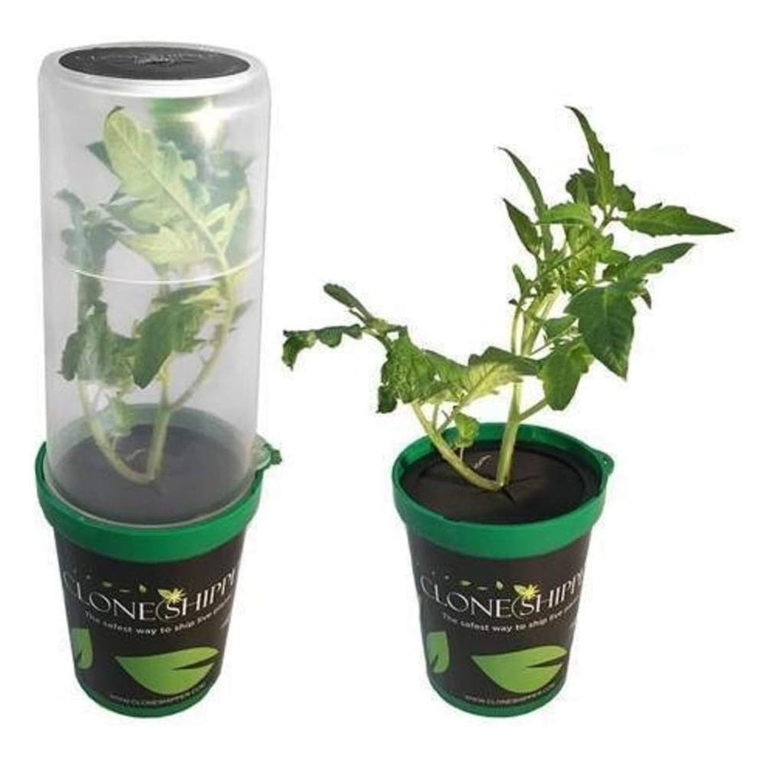 (USA Warehouse) LED-Clone-Shipper-Classic-Plant-Shipping-Container - 3 ...