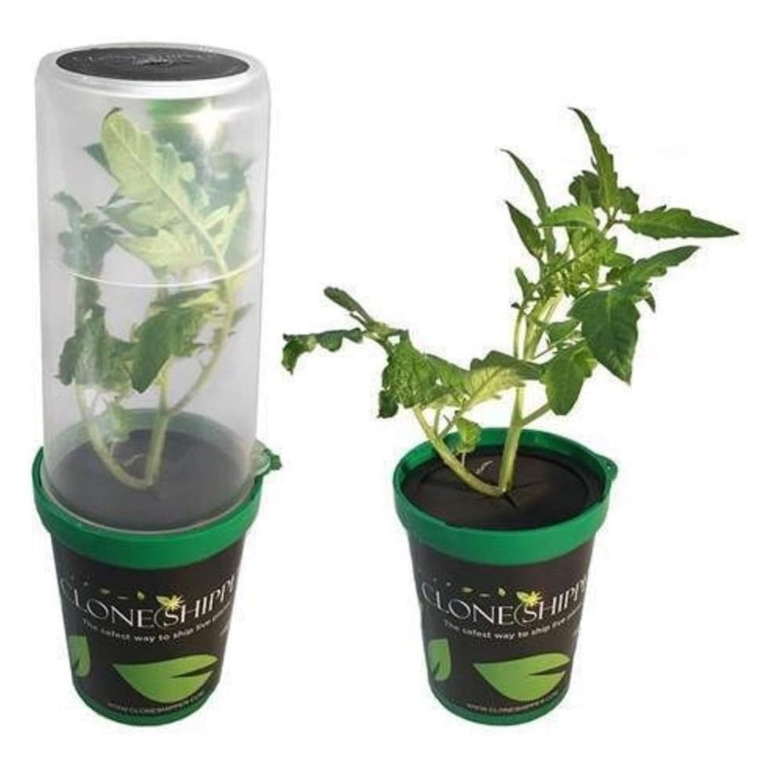 (USA Warehouse) LED-Clone-Shipper-Classic-Plant-Shipping-Container - 3 ...