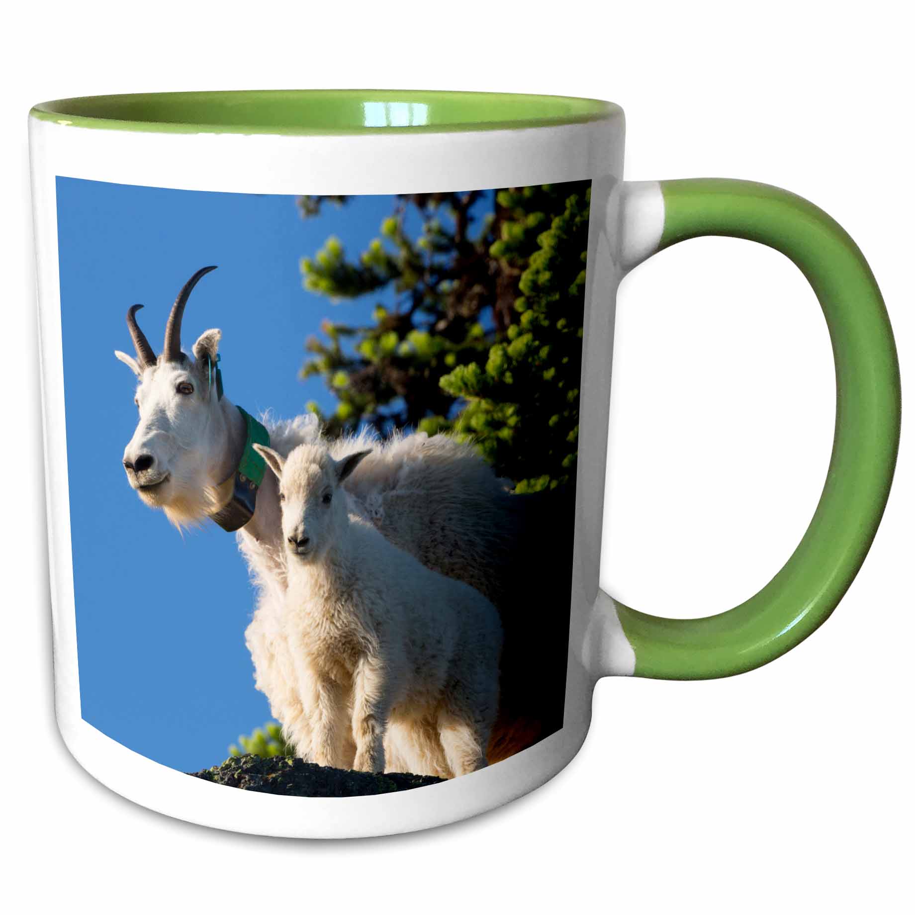 USA, Washington. Mountain Goat with kid at Hurricane Ridge. 15oz Two ...