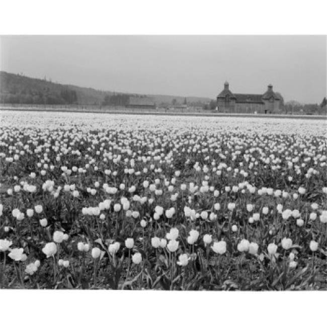 USA Washington Sumner Tulips in Bloom on Large Bulb Farm Poster Print ...