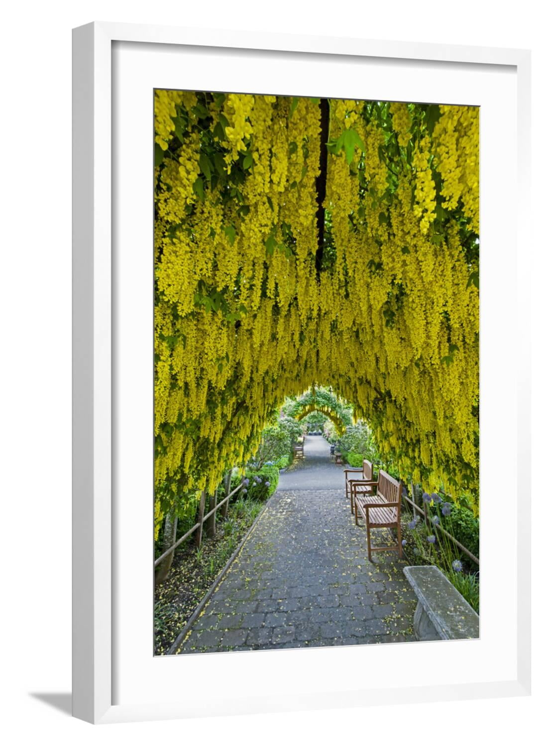 USA, Whidbey Island, Langley. Golden Chain Tree on a Metal Frame Framed ...