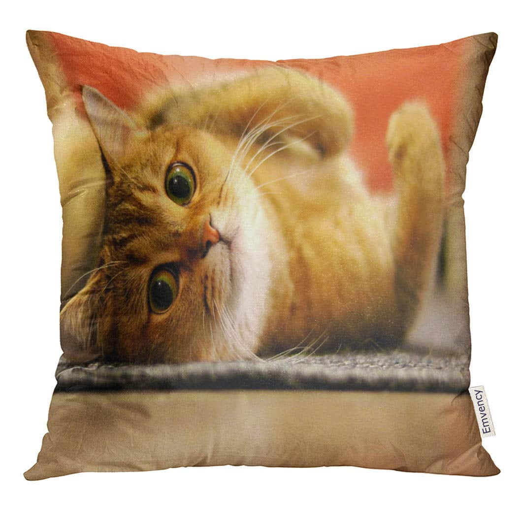 USART Relaxed Cat Looking at The Camera Golden Shaded British Short ...