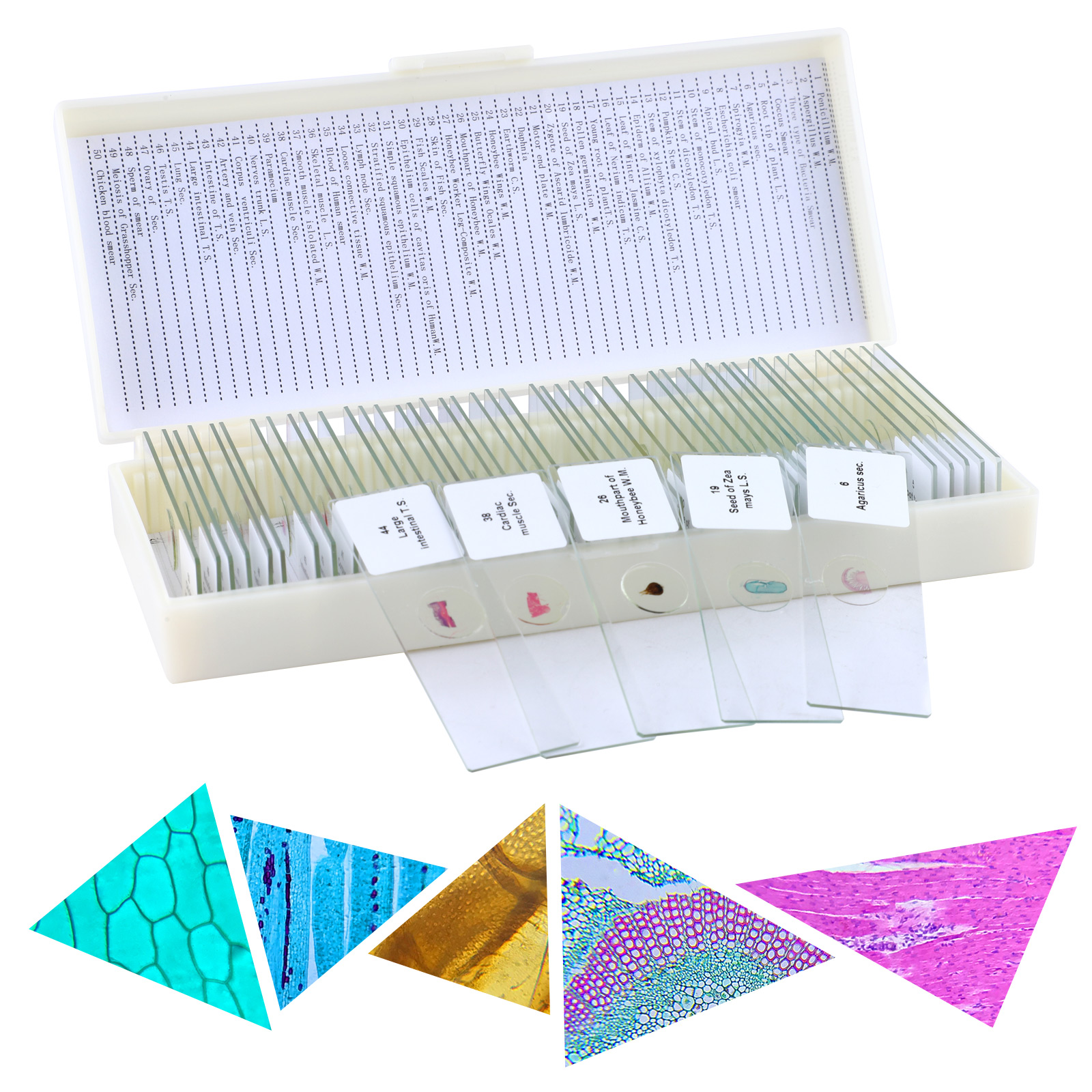 25pc Prepared Glass Microscope Slides in Wood Case with Plant, Fungus ...