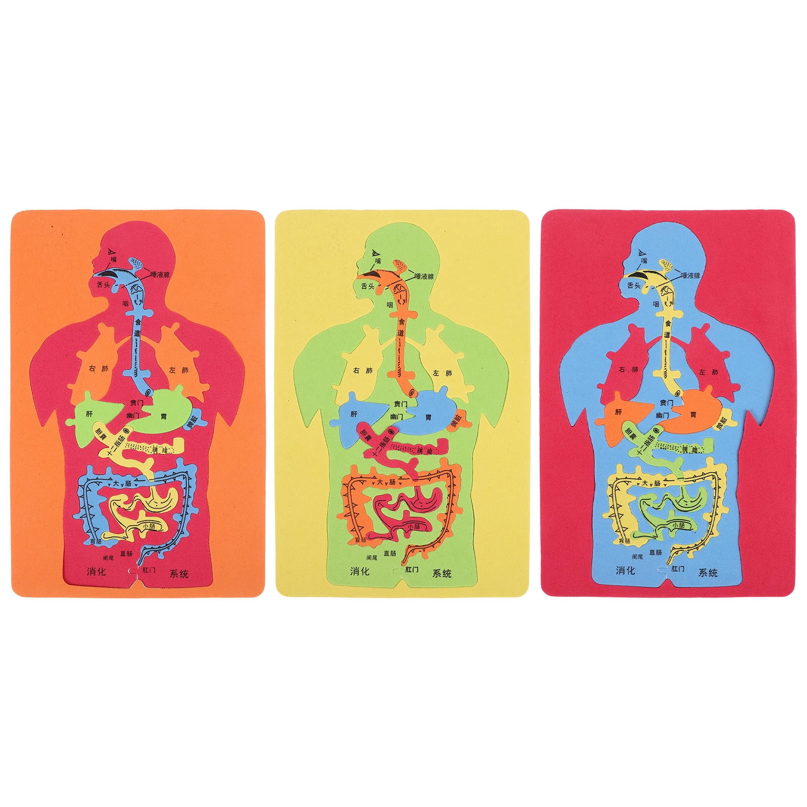 USHOBE Anatomy Puzzle for Kids 3Pcs in EVA for Educational and ...