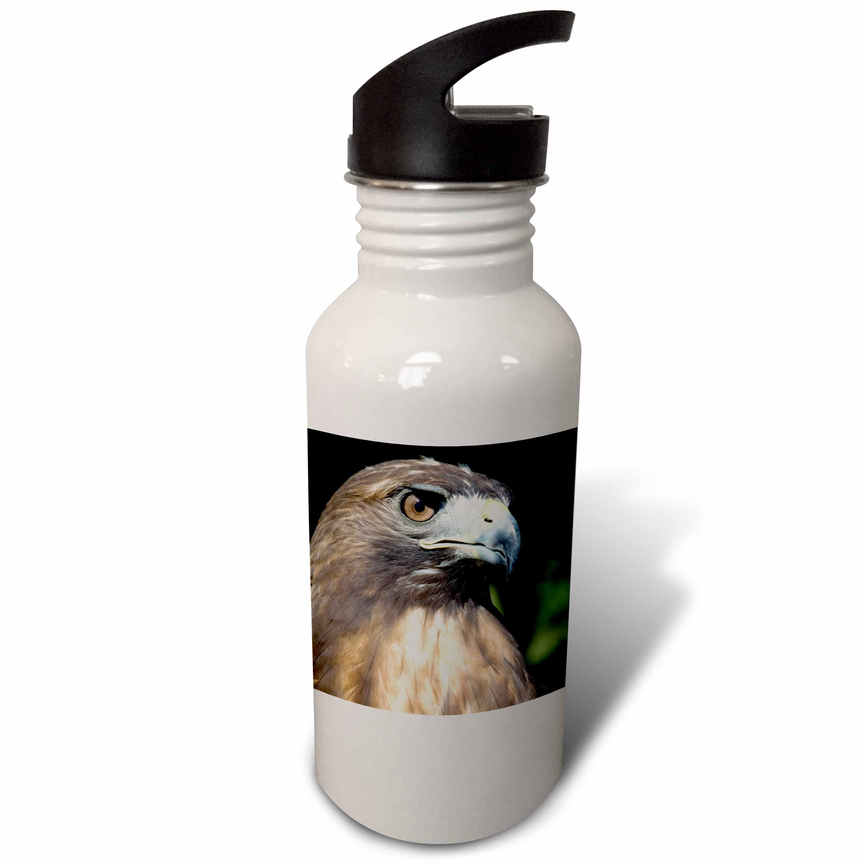 USVI, St. Croix, Red-tailed hawk, bird-CA37 AJN0035 - Alison Jones 21 ...