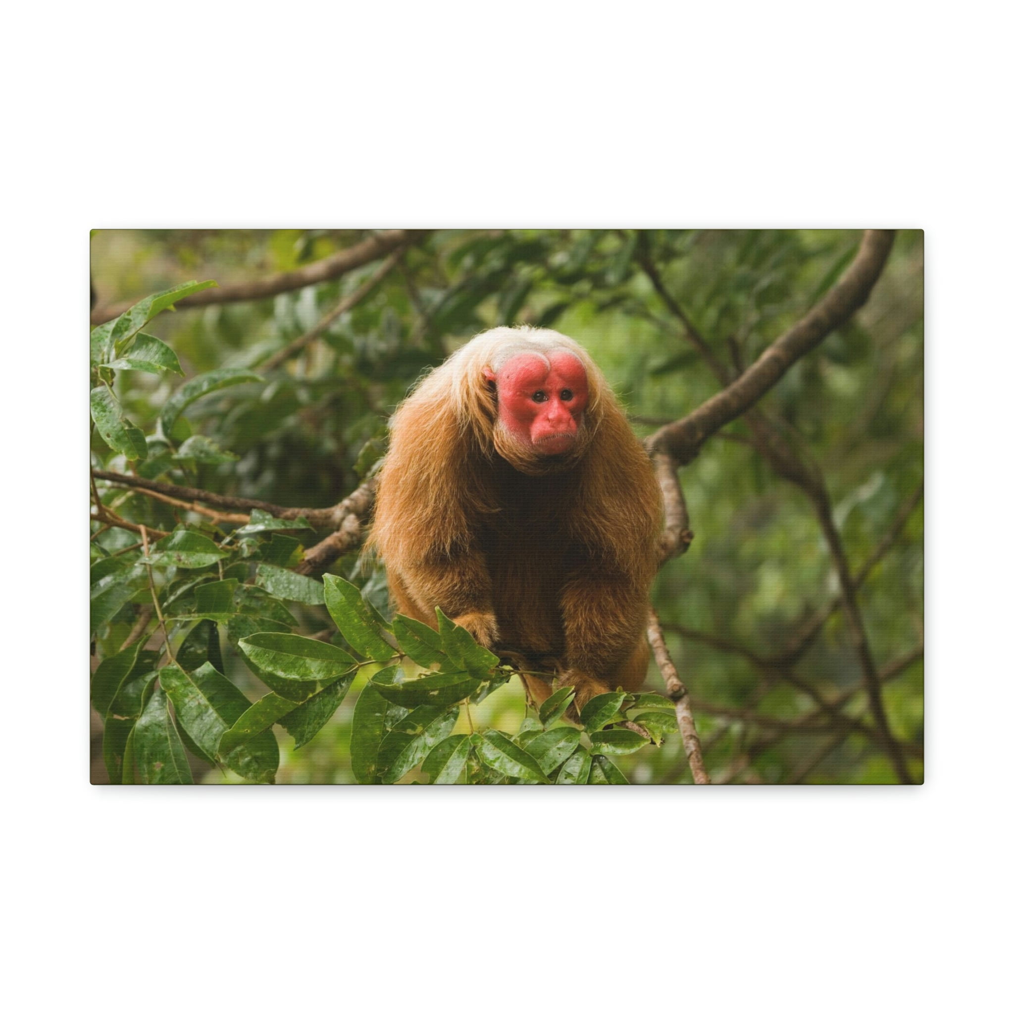 Uakari Hunting Uakari on Hunt Print Animal Wall Art Wildlife Canvas ...