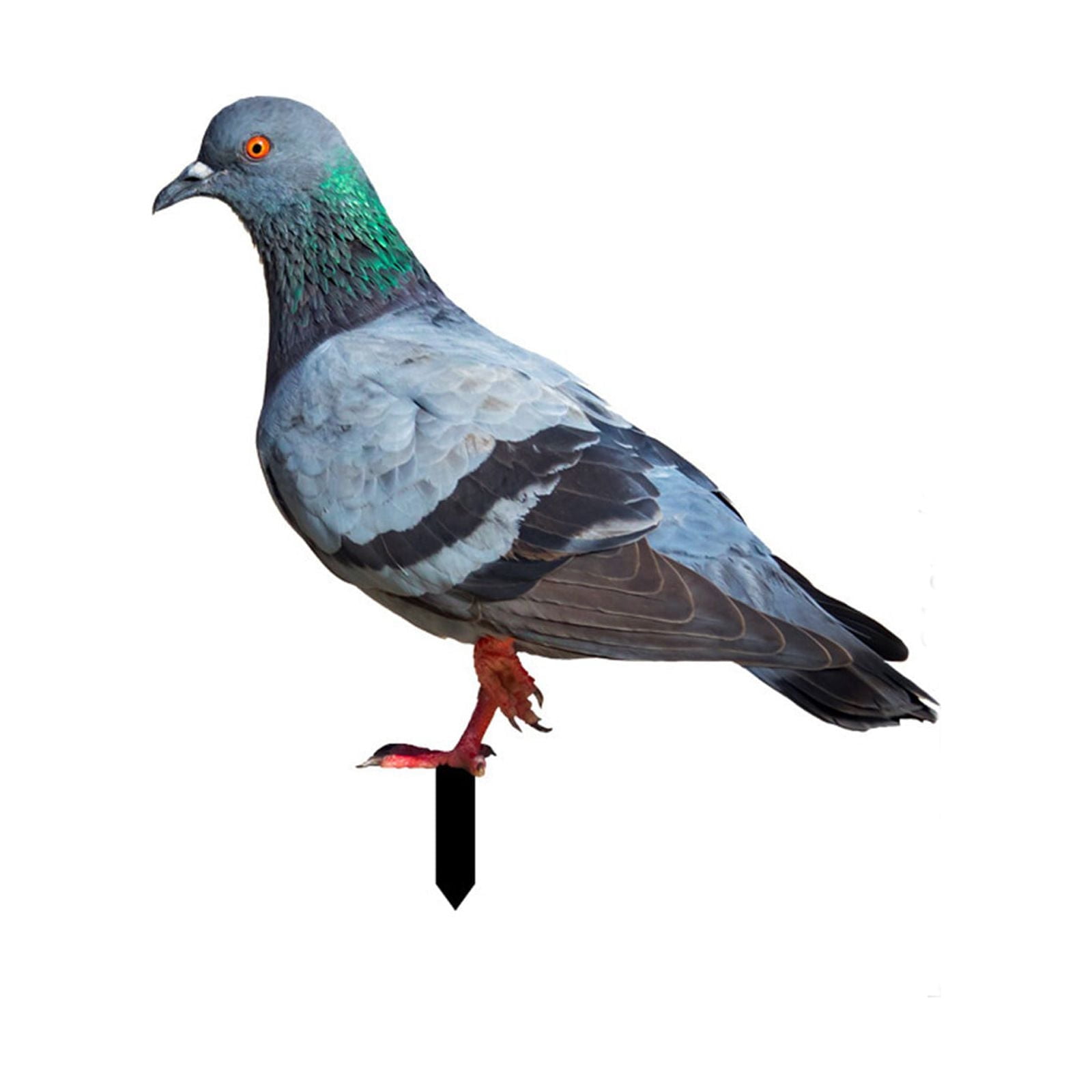 Uanit Acrylic Pigeon Outdoor Decor Clearance Double-Sided Weatherproof ...