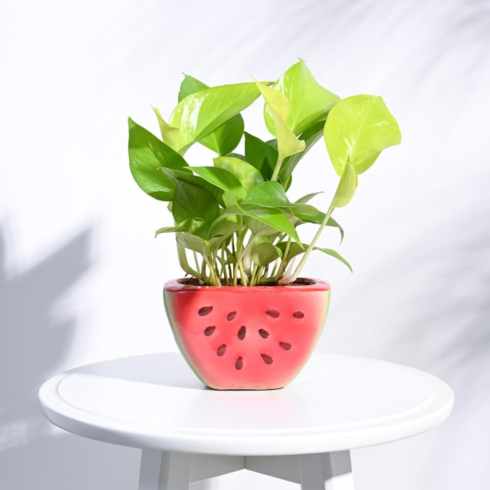 Ugaoo Watermelon Ceramic Planter For Home Gardening,Indoor, Outdoor ...