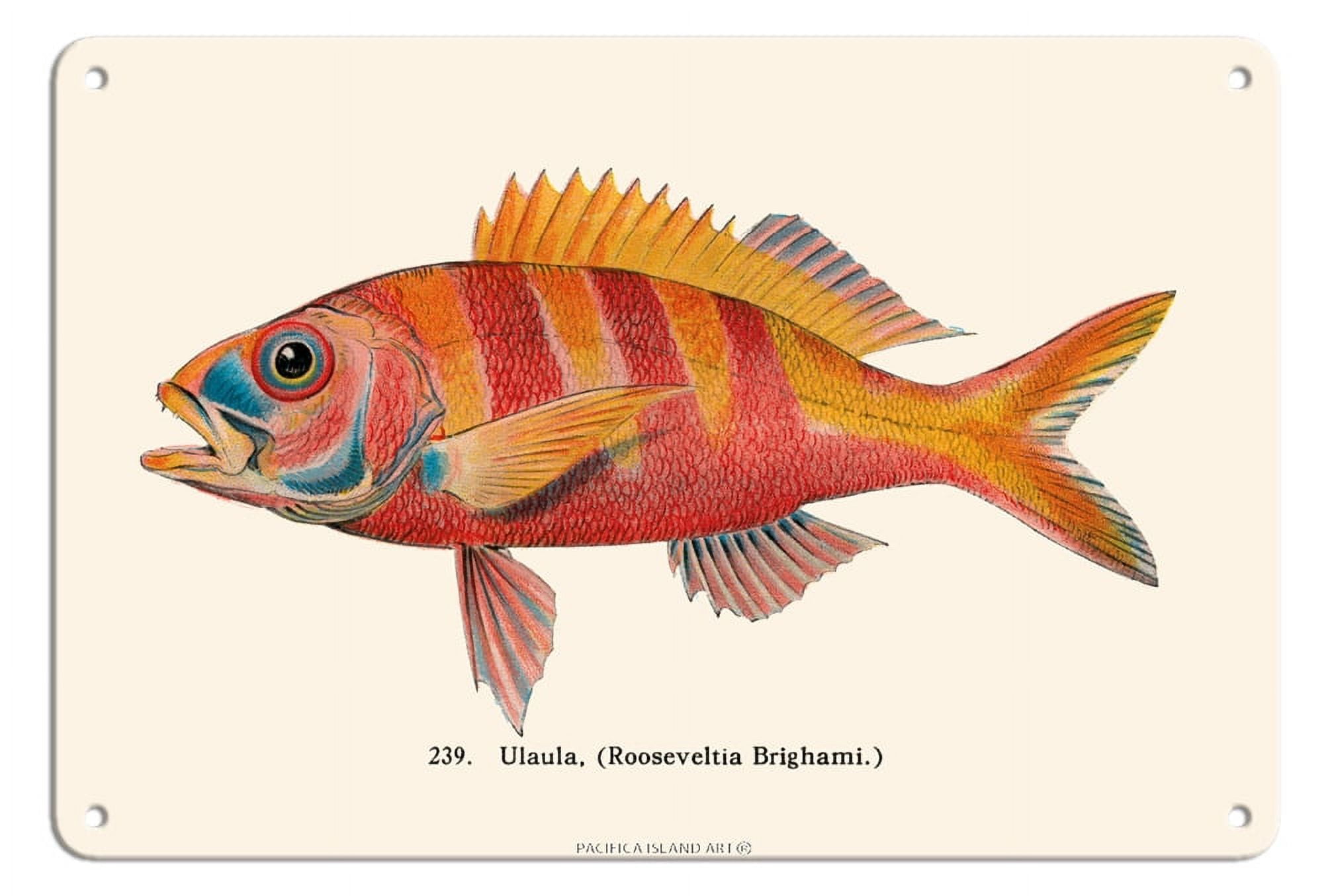 Ula’ula (Rooseveltia Brighami) - Hawaii Ruby Snapper Onaga Fish ...