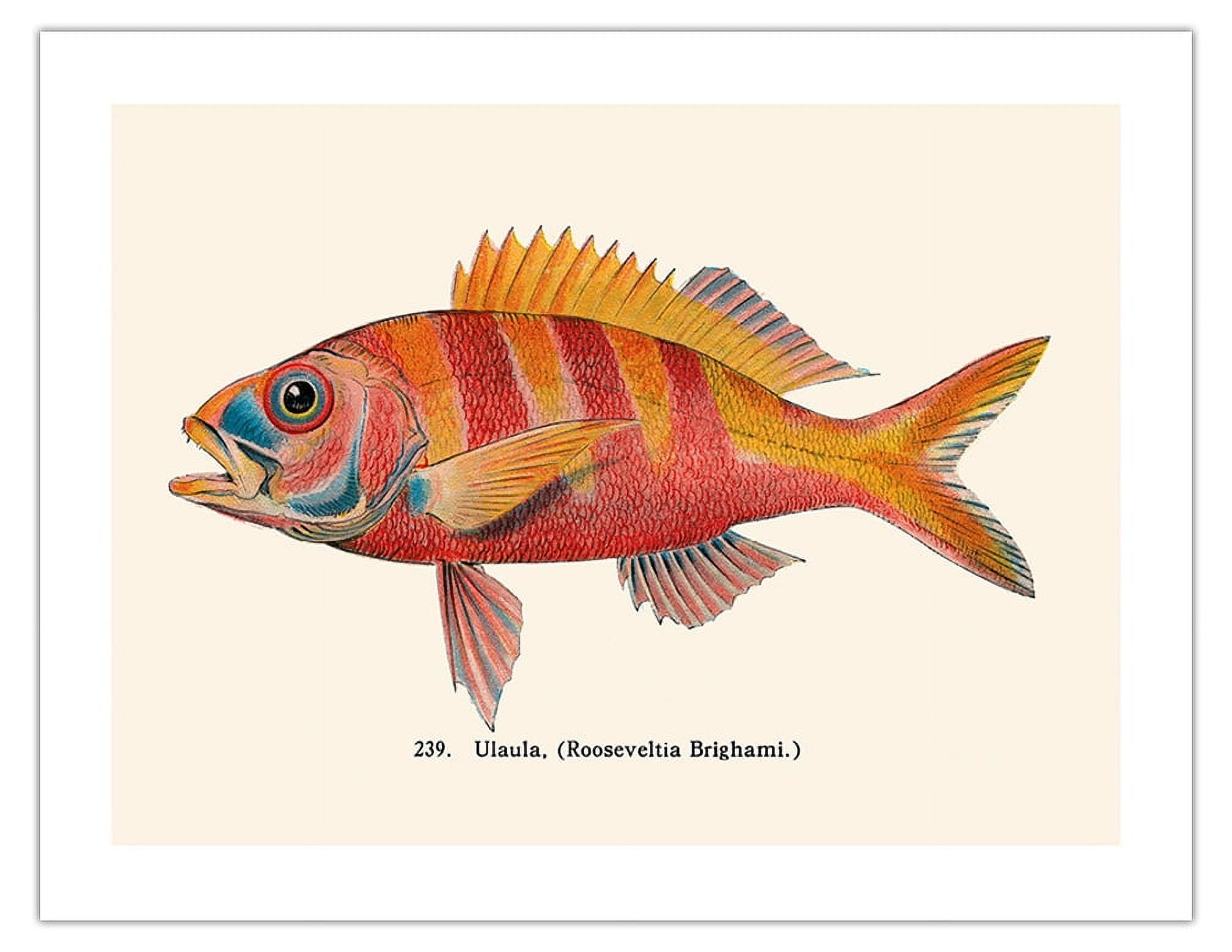 Ula’ula (Rooseveltia Brighami) - Hawaii Ruby Snapper Onaga Fish ...