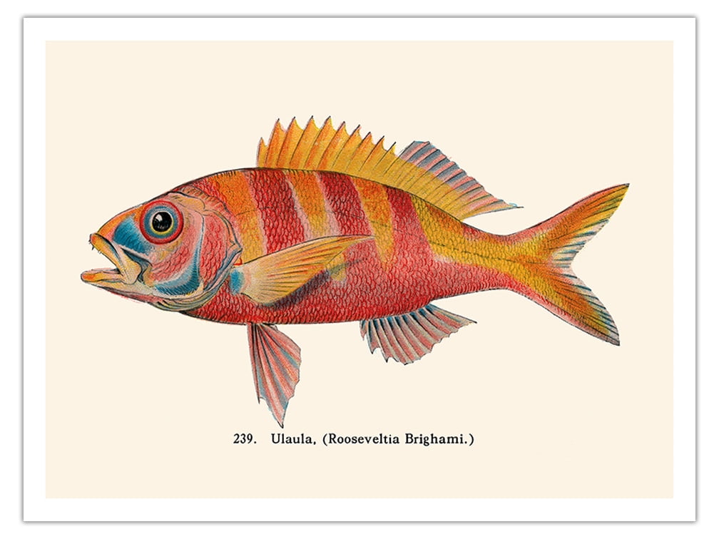 Ula’ula (Rooseveltia Brighami) - Hawaii Ruby Snapper Onaga Fish ...