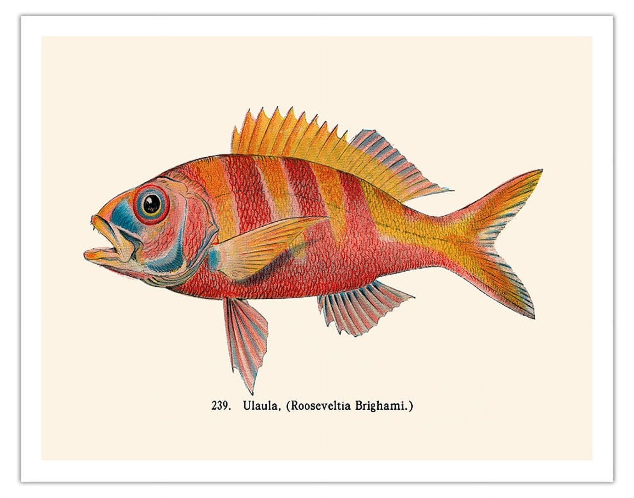 Ula’ula (Rooseveltia Brighami) - Hawaii Ruby Snapper Onaga Fish ...